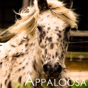 Favorite Horse Breeds