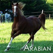 Favorite Horse Breeds